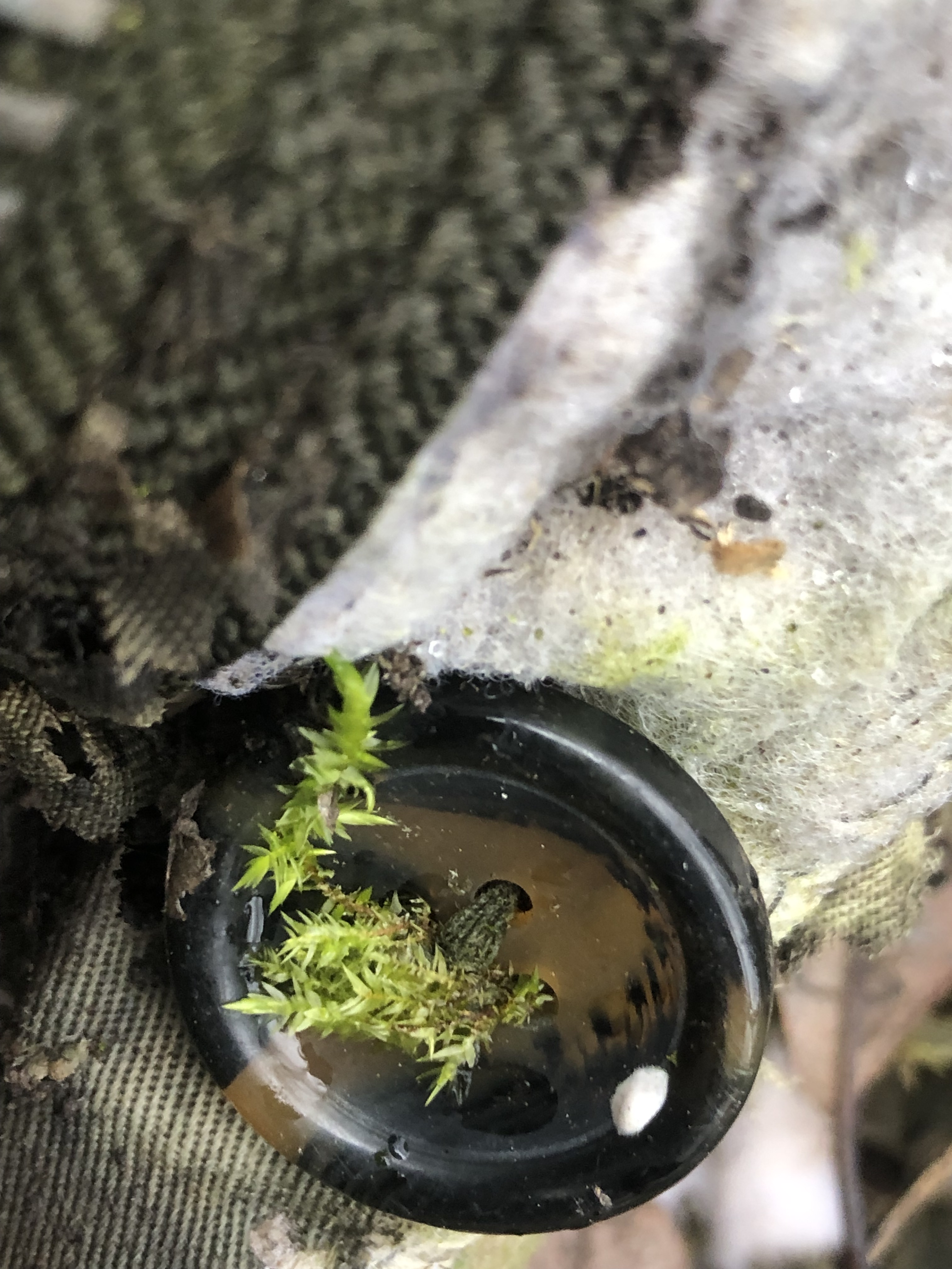 Moss Walk – FOMV